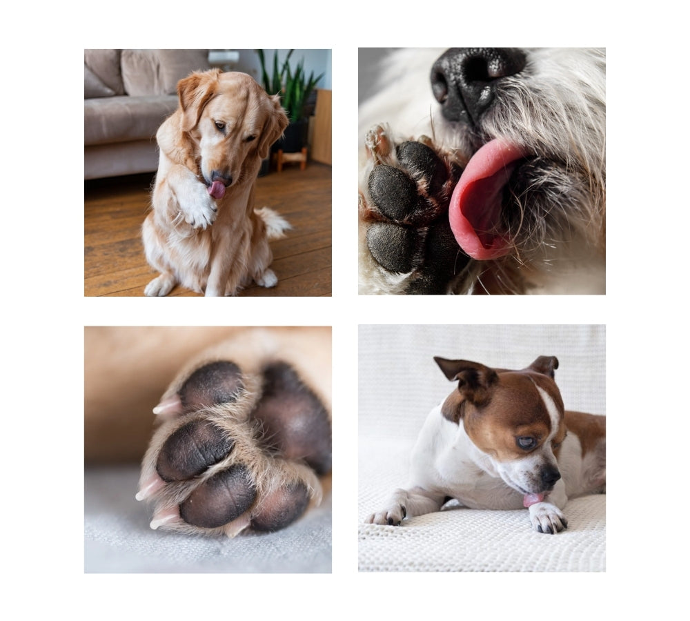 Why Does My Dog Lick Their Paws? – ALT-PRO Advantage