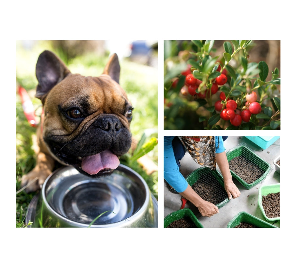 From Farm to Bowl: How ALT-PRO Sources Quality Ingredients for Your Do ...