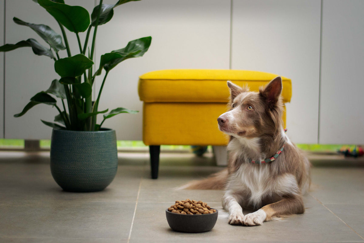 Kibble, Fresh and Raw Food: What are the Best Options for your Pet ...