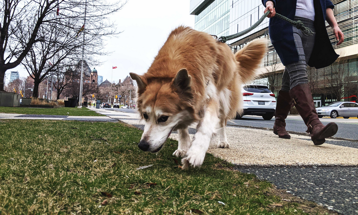 Grains and Pulses in Dog Food – ALT-PRO Advantage