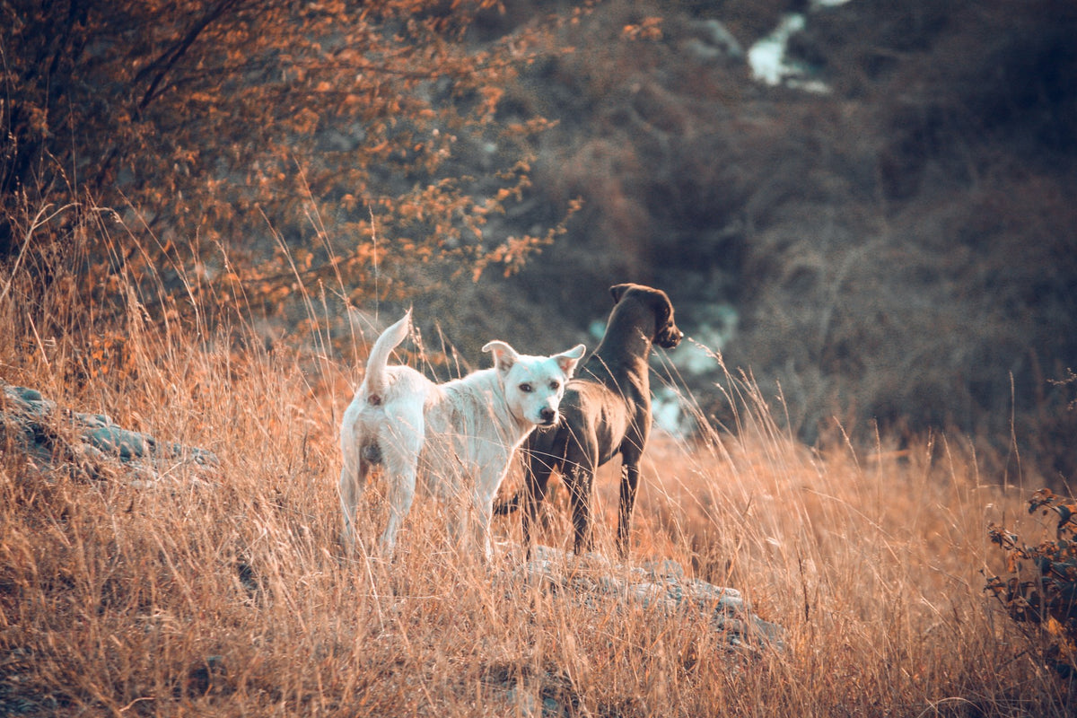 Benefits of Rotational Feeding for your Dog – ALT-PRO Advantage